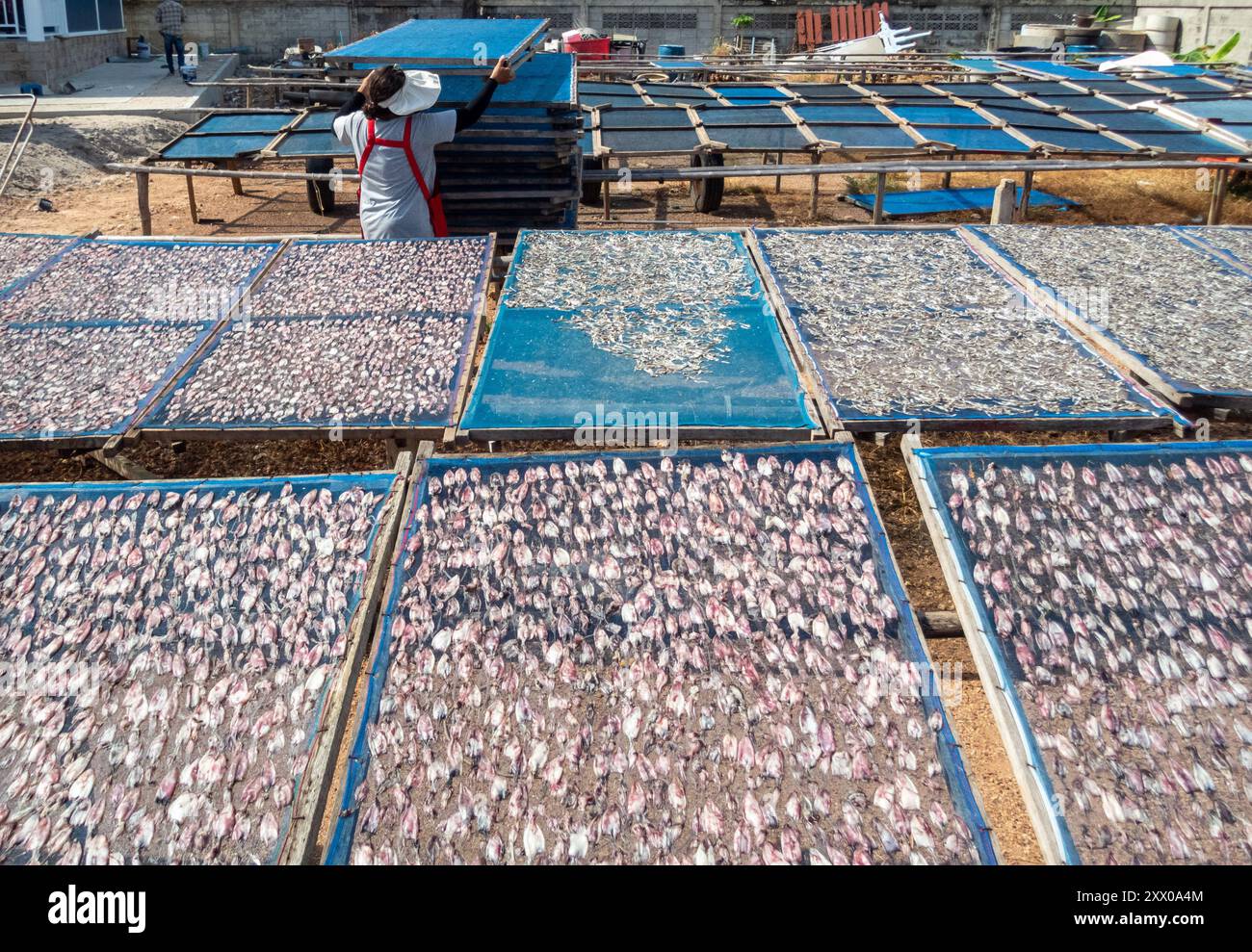 Women are seen arranging the nets used for drying squid before they are ...