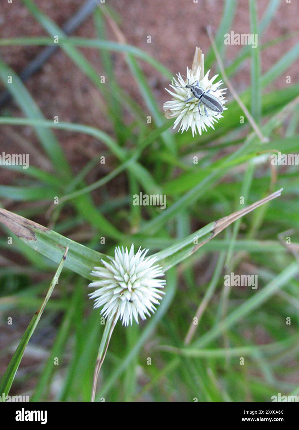 White Flat-Sedge (Cyperus cristatus) Plantae Stock Photo - Alamy