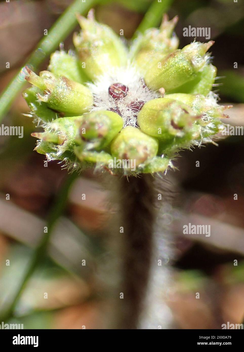tiny flannel flower (Actinotus bellidioides) Plantae Stock Photo - Alamy