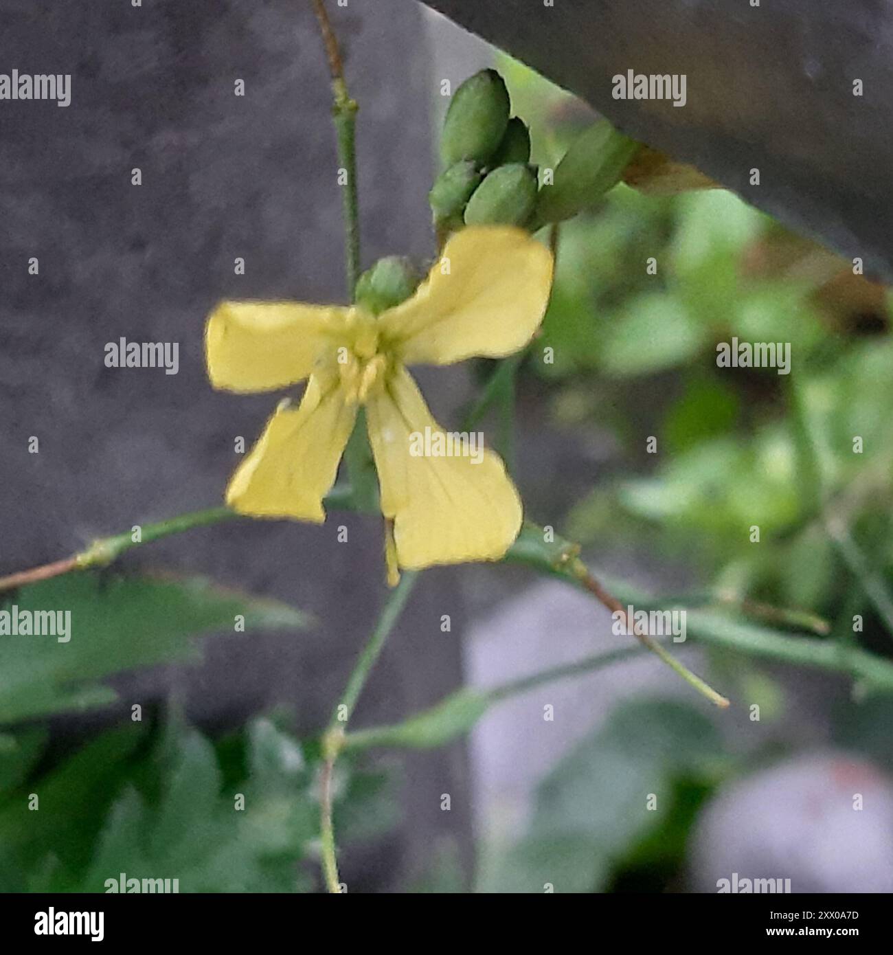 Jointed Charlock (Raphanus raphanistrum) Plantae Stock Photo - Alamy