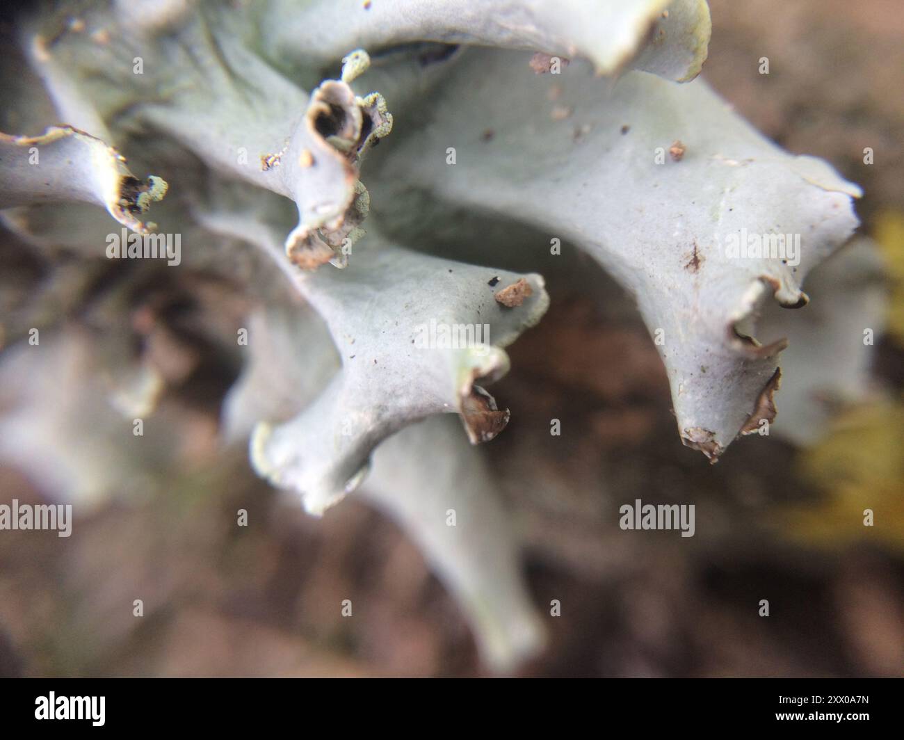 Ruffle Lichens (Parmotrema) Fungi Stock Photo - Alamy