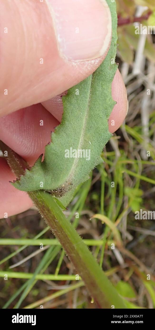 Tooth Ragwort (Senecio polyodon) Plantae Stock Photo - Alamy