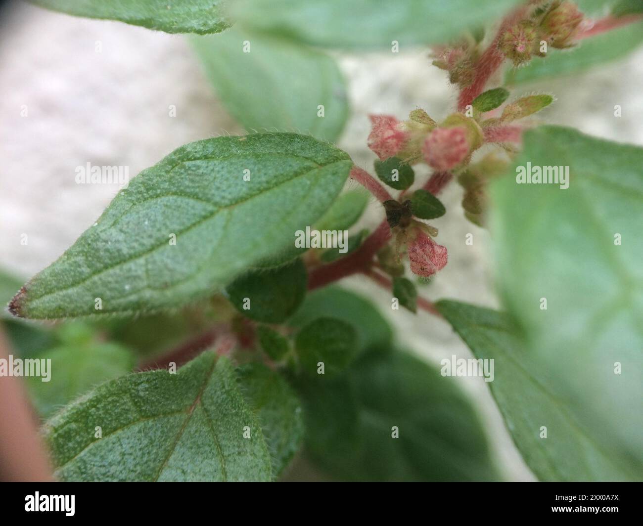 pellitory-of-the-wall (Parietaria judaica) Plantae Stock Photo - Alamy