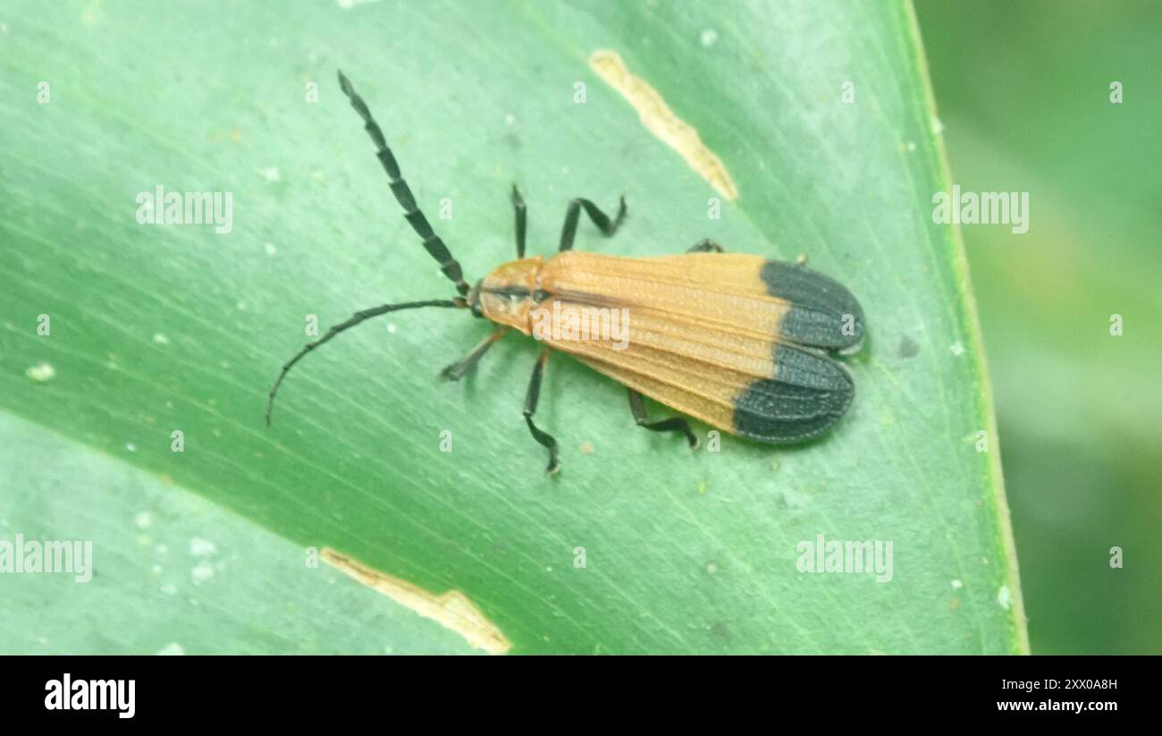 Net-winged Beetles (Lycidae) Insecta Stock Photo - Alamy
