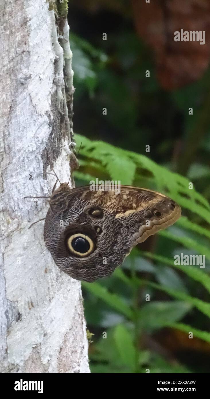 Pale Owl-Butterfly (Caligo telamonius) Insecta Stock Photo - Alamy