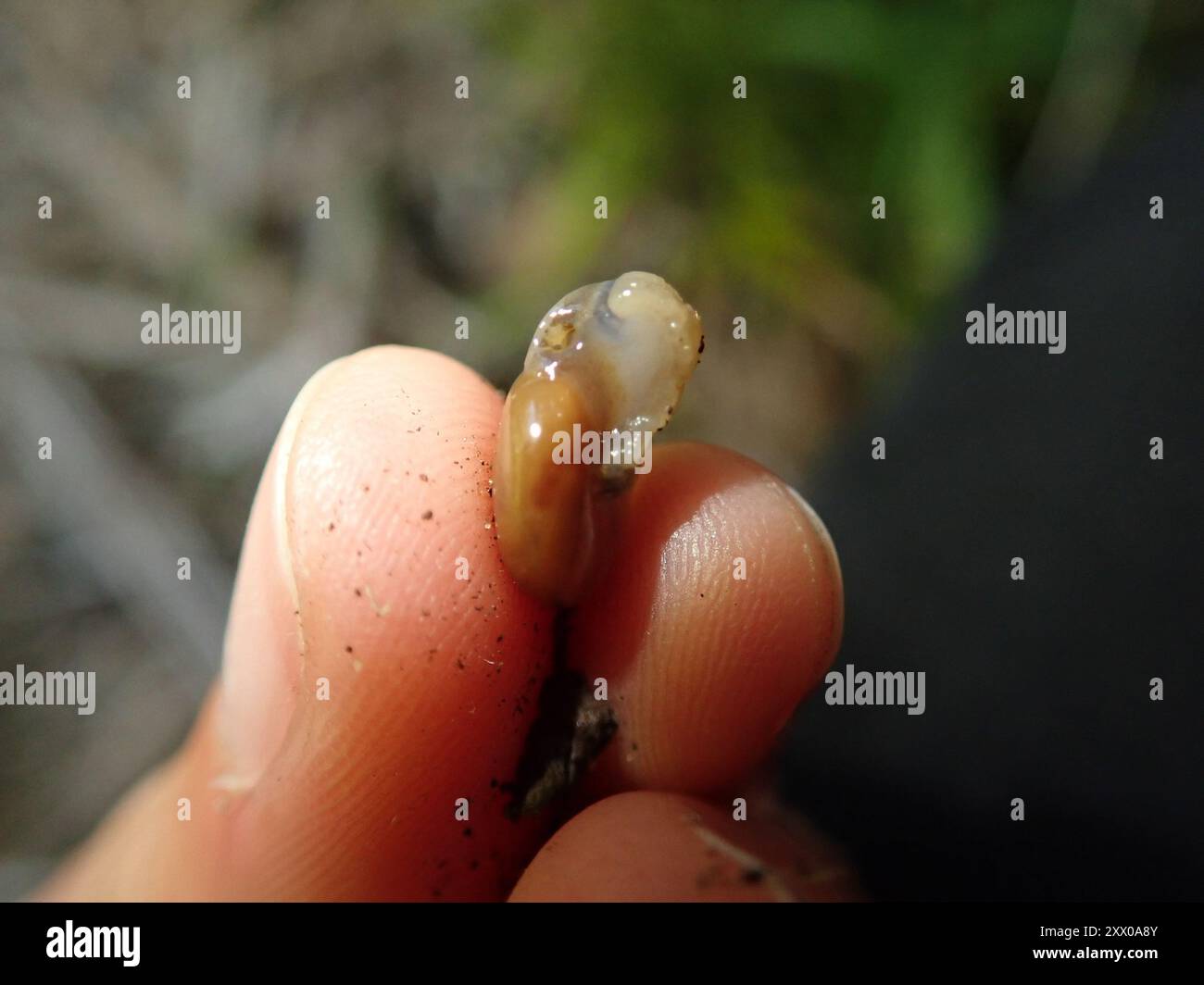 Typical Glass Snails (Oxychilus) Mollusca Stock Photo - Alamy