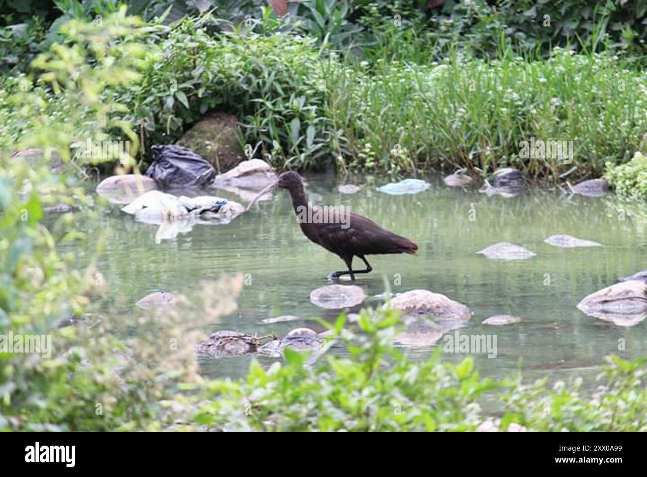Puna Ibis (Plegadis ridgwayi) Aves Stock Photo - Alamy