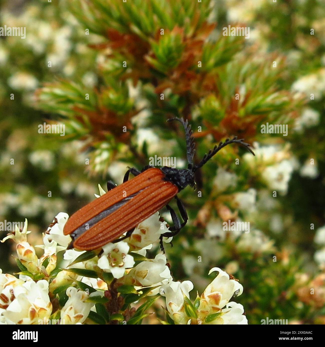 Long-nosed Lycid Beetle (Porrostoma rhipidium) Insecta Stock Photo - Alamy