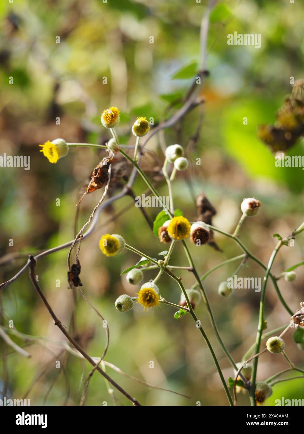 Big-flowered Blumea (Blumea megacephala) Plantae Stock Photo - Alamy