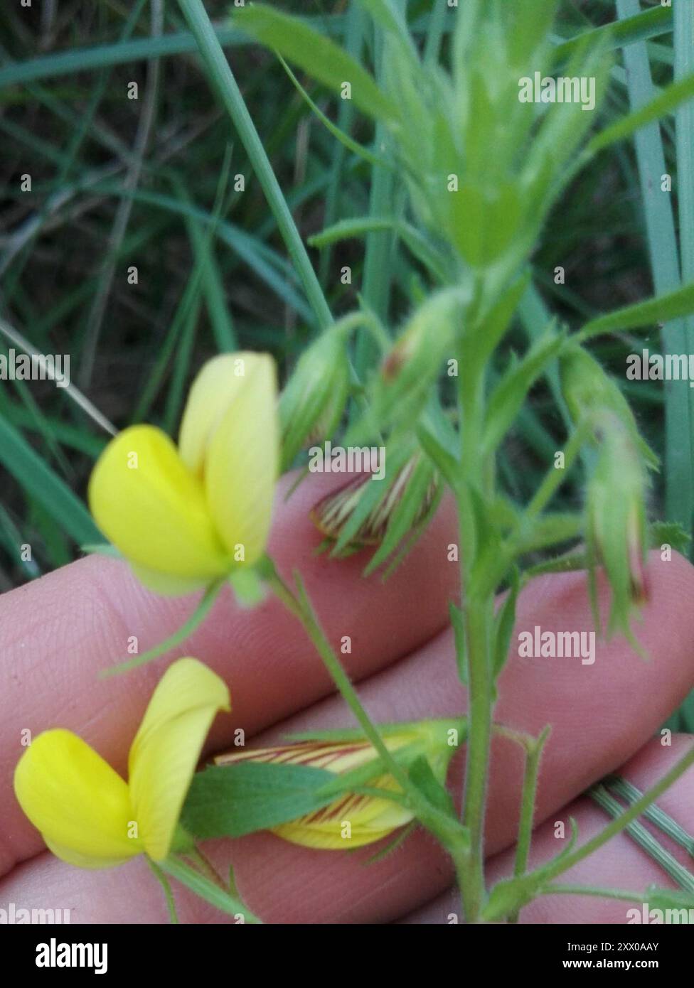 yellow restharrow (Ononis natrix) Plantae Stock Photo - Alamy