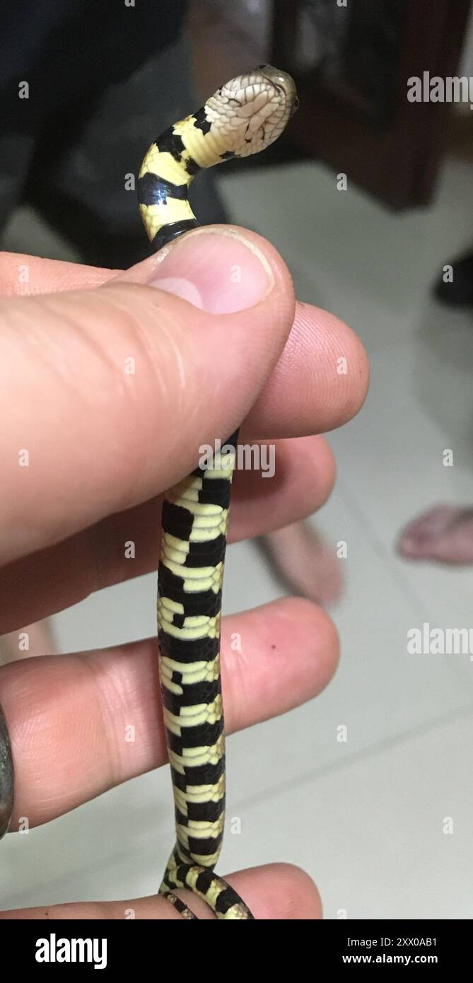 Brown-banded watersnake (Helicops angulatus) Reptilia Stock Photo - Alamy