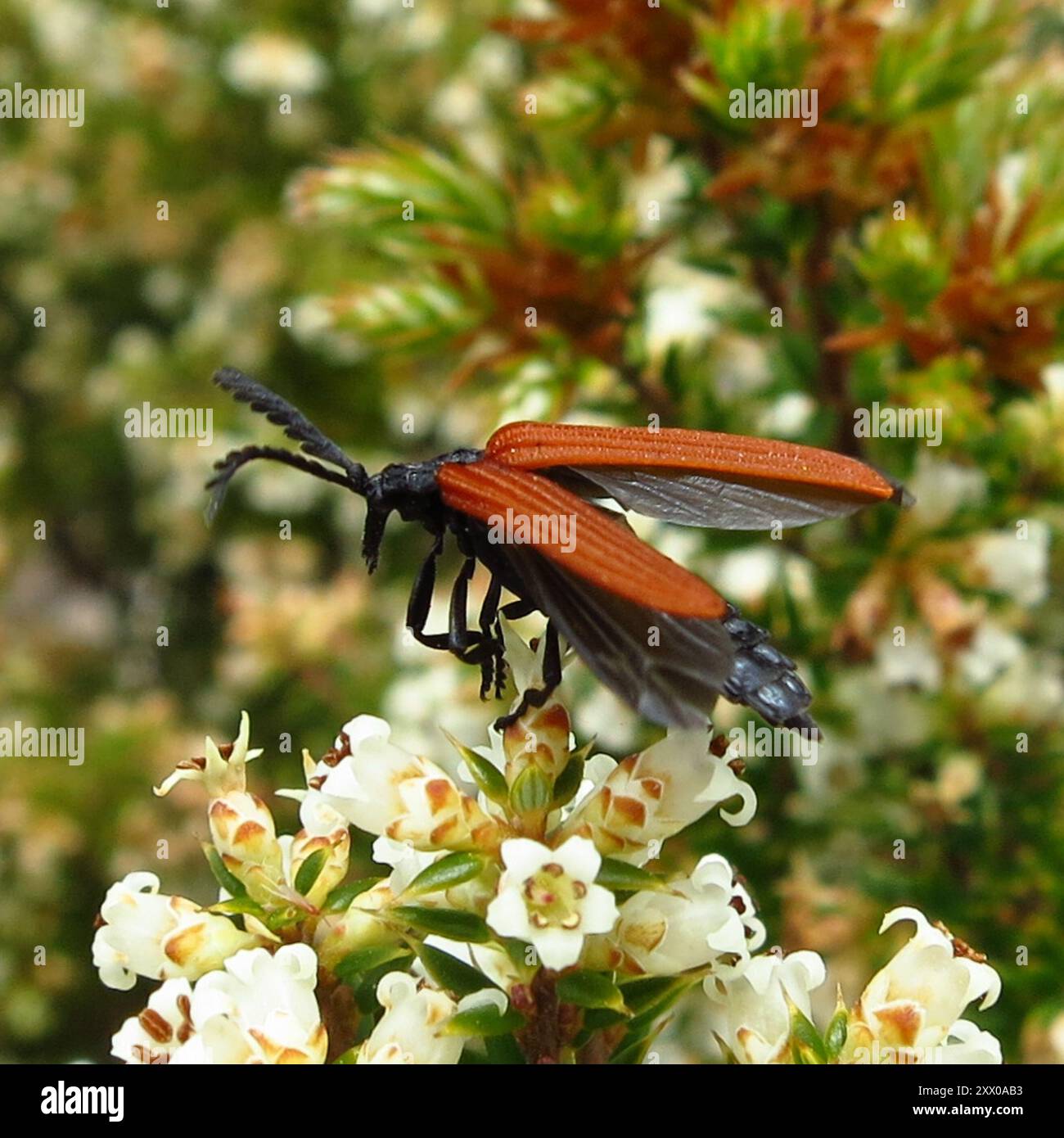 Long-nosed Lycid Beetle (Porrostoma rhipidium) Insecta Stock Photo - Alamy