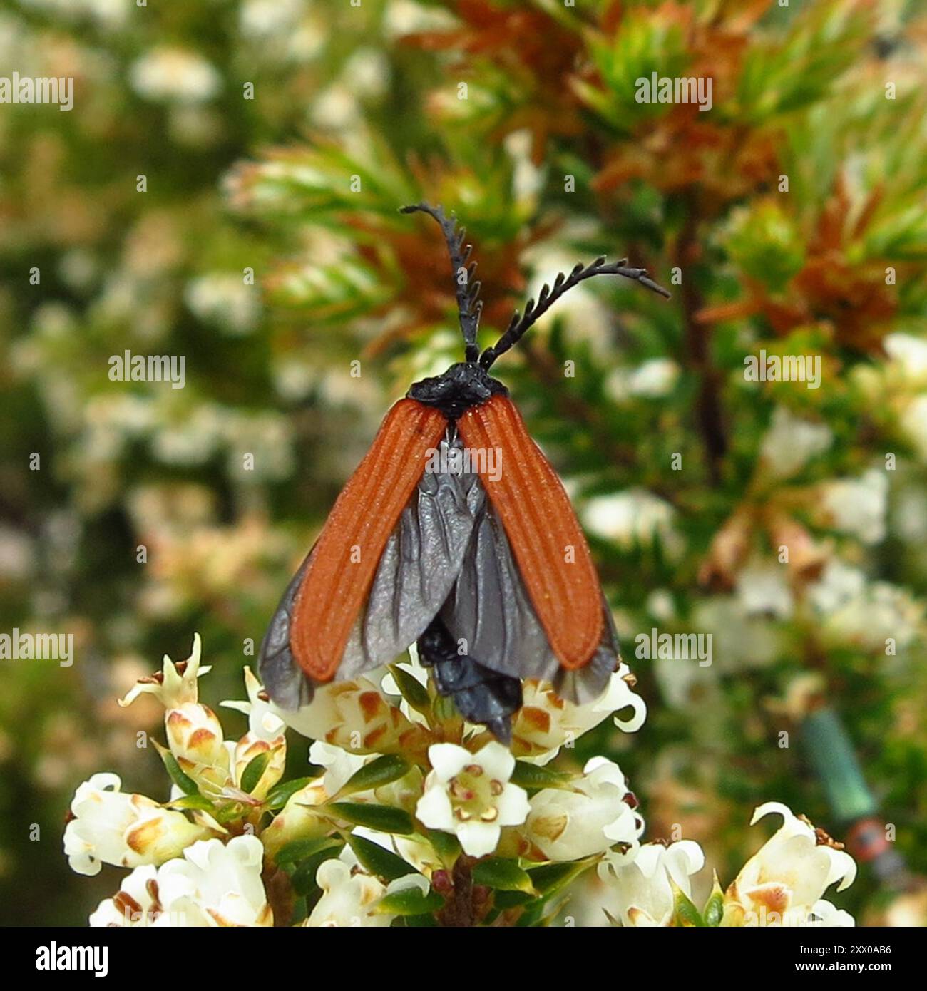 Long-nosed Lycid Beetle (Porrostoma rhipidium) Insecta Stock Photo - Alamy