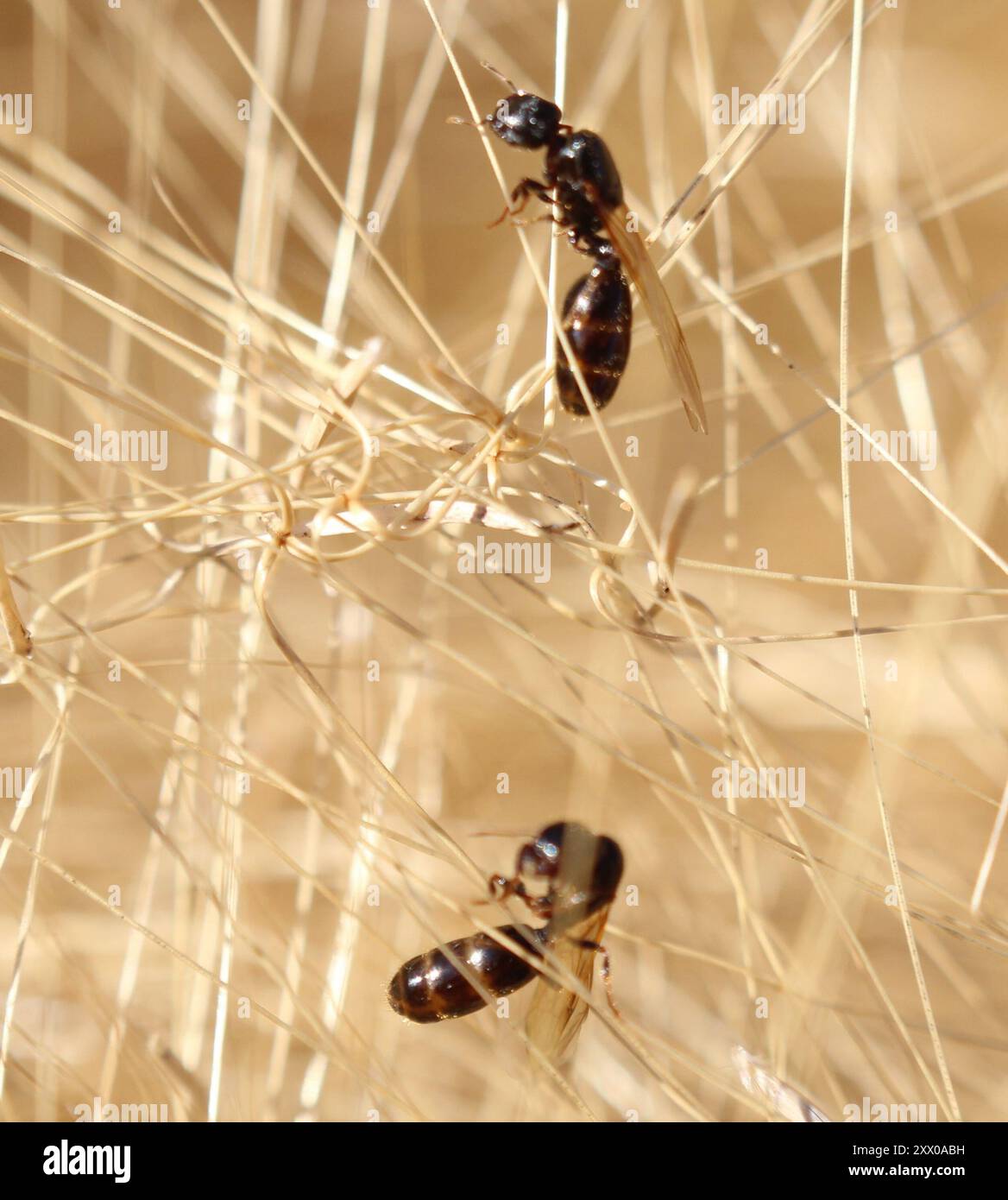 Aberrans-group Big-headed Ants (Pheidole aberrans) Insecta Stock Photo ...