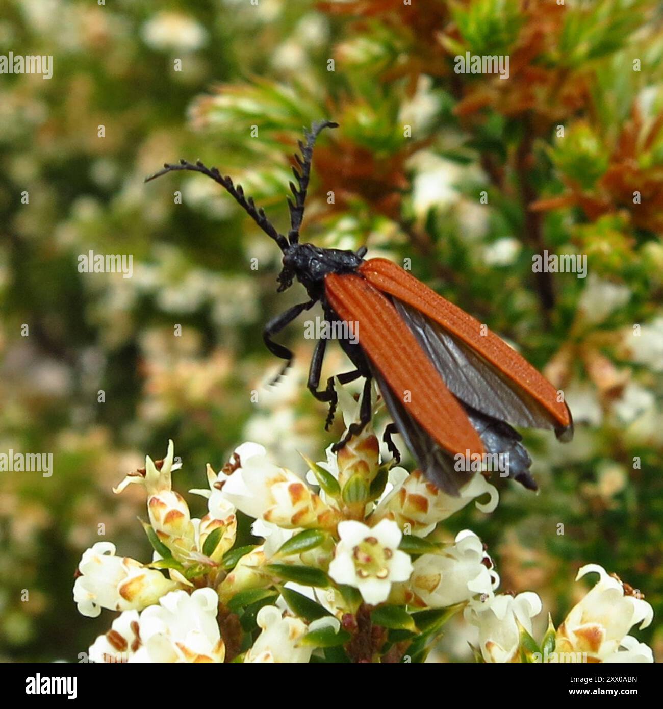 Long-nosed Lycid Beetle (Porrostoma rhipidium) Insecta Stock Photo - Alamy