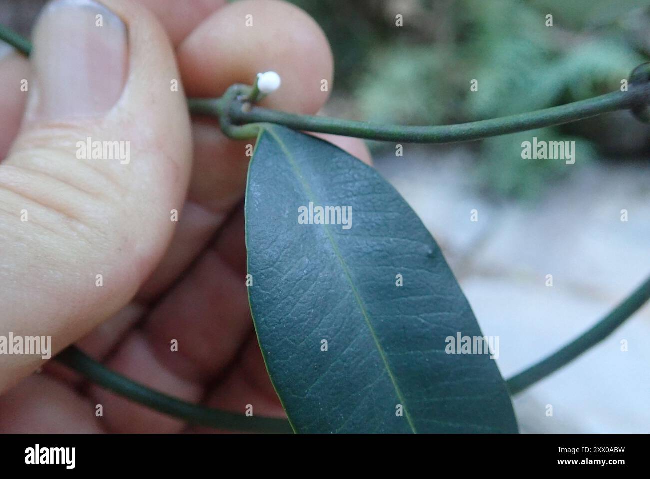 Monkey Rope (Secamone alpini) Plantae Stock Photo - Alamy