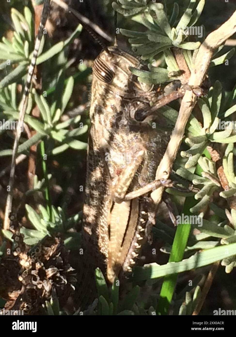 Egyptian Bird Grasshopper (Anacridium aegyptium) Insecta Stock Photo ...