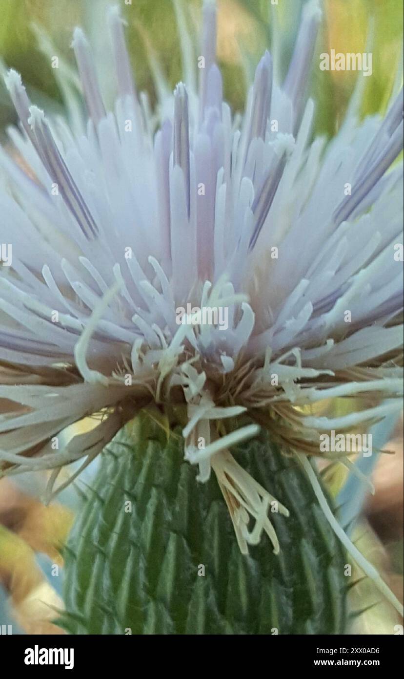 Pitcher's thistle (Cirsium pitcheri) Plantae Stock Photo - Alamy