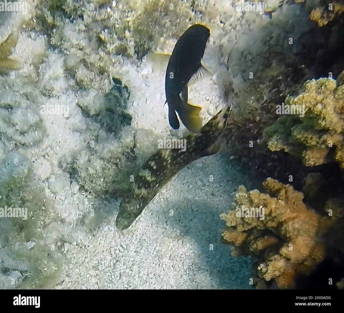 Floral Maori Wrasse (Cheilinus chlorourus) Actinopterygii Stock Photo ...