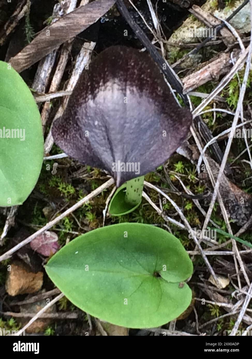 Mousetail Plant (Arisarum simorrhinum) Plantae Stock Photo - Alamy