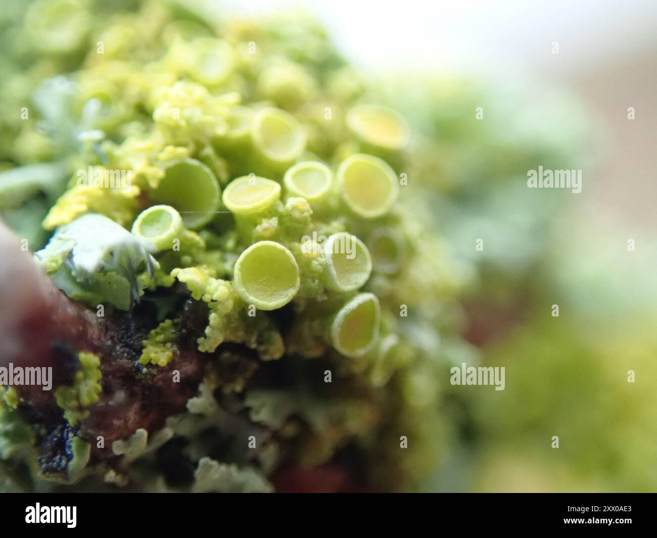 Pin-cushion Sunburst Lichen (Polycauliona polycarpa) Fungi Stock Photo ...