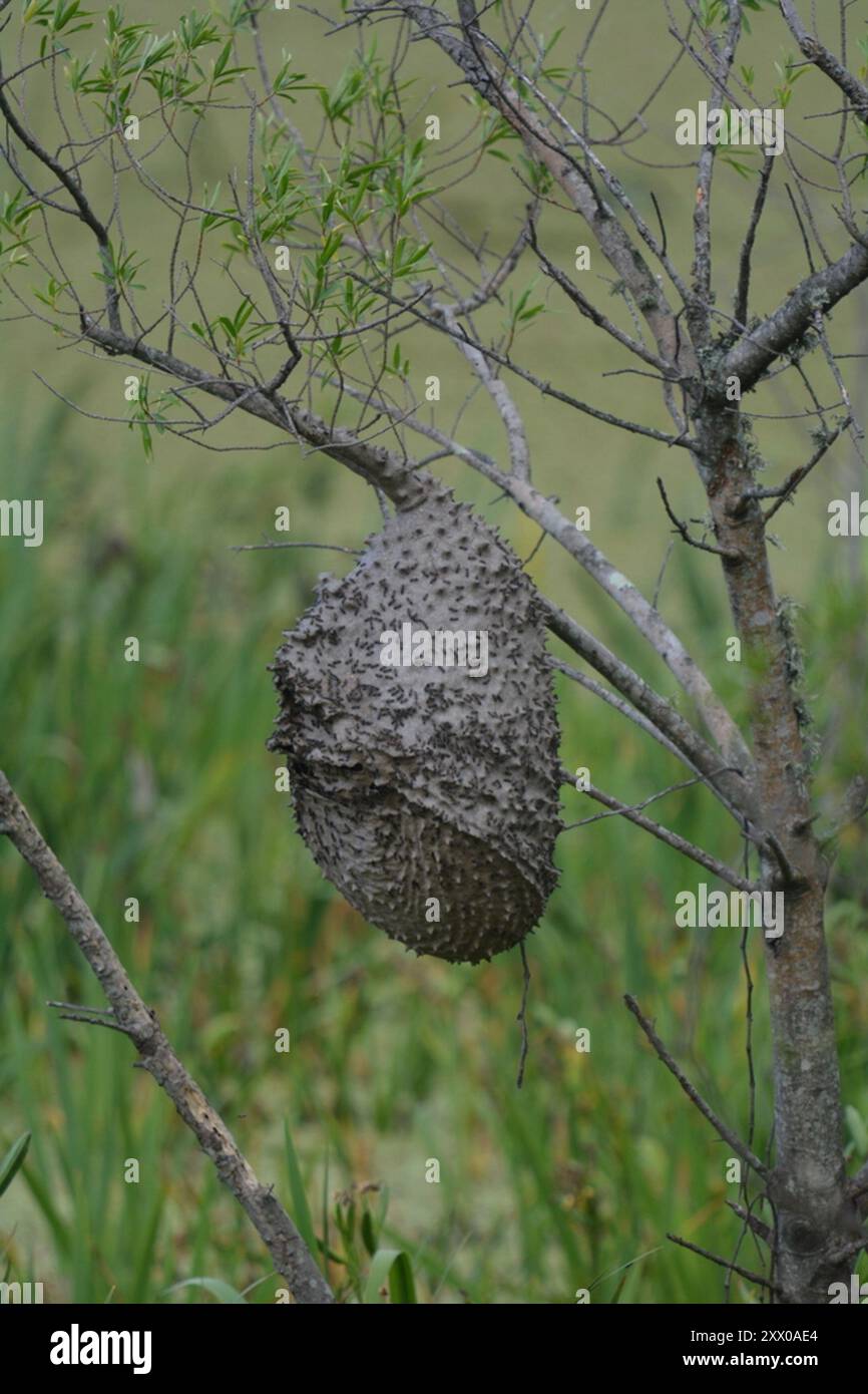 Camoati hi-res stock photography and images - Alamy