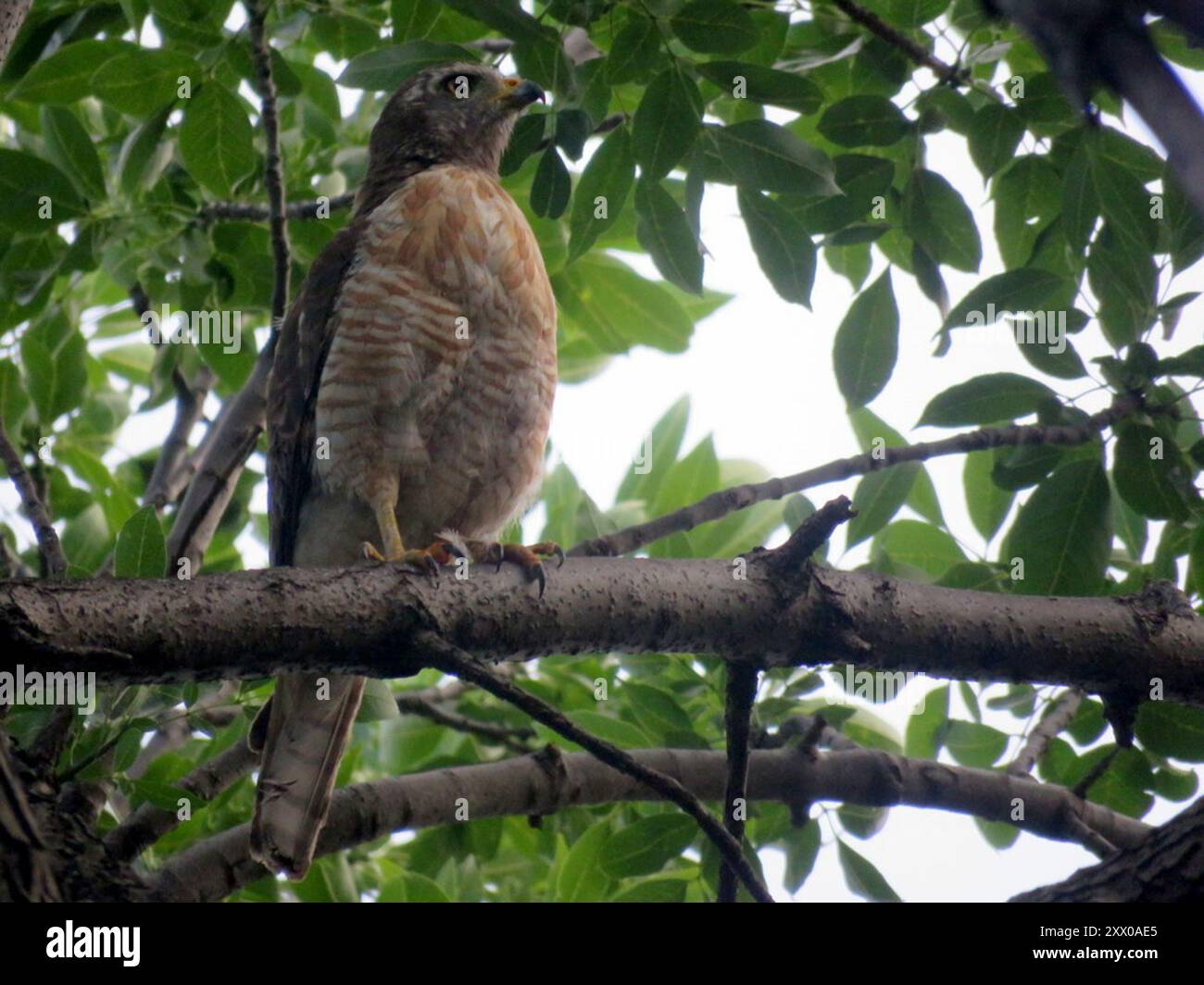 Roadside Hawk (Rupornis magnirostris) Aves Stock Photo - Alamy