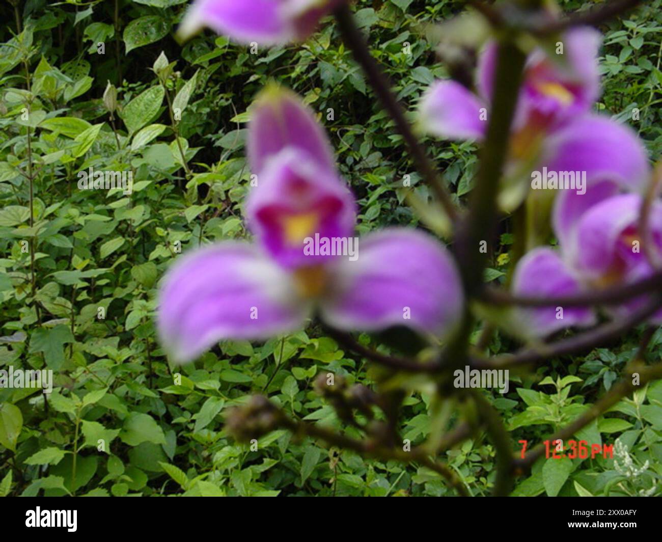 Pine Pink (Bletia purpurea) Plantae Stock Photo - Alamy