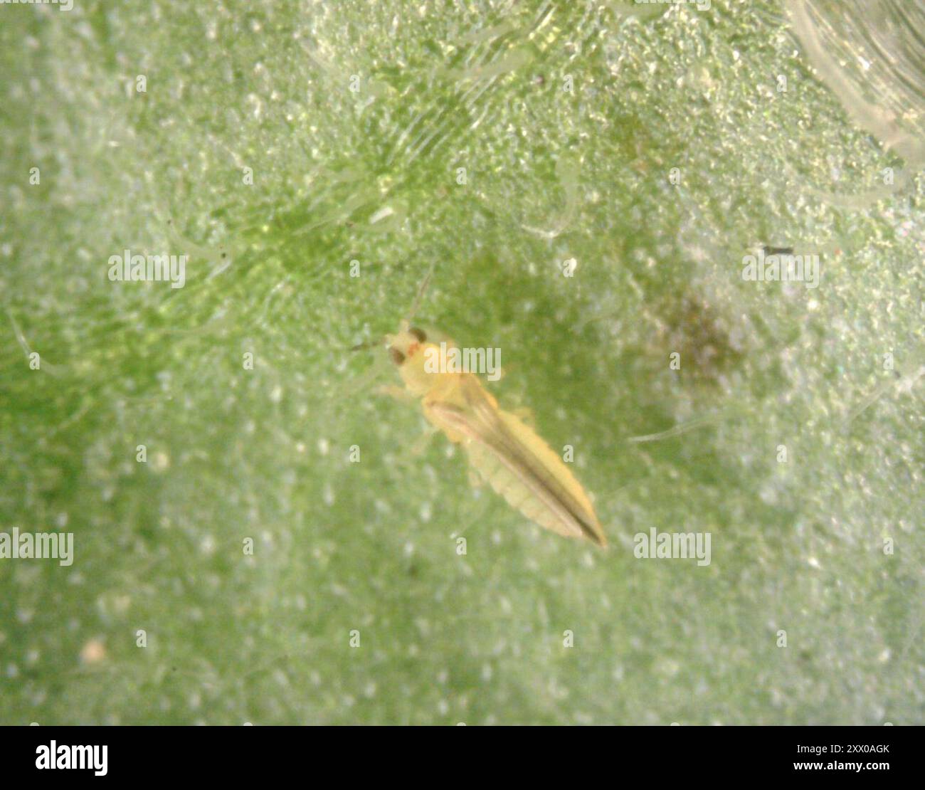Chilli Thrips (Scirtothrips dorsalis) Insecta Stock Photo - Alamy