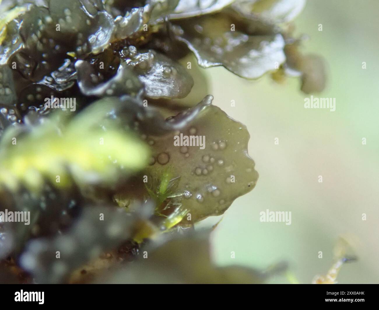 Peacock Vinyl Lichen (Scytinium polycarpum) Fungi Stock Photo - Alamy