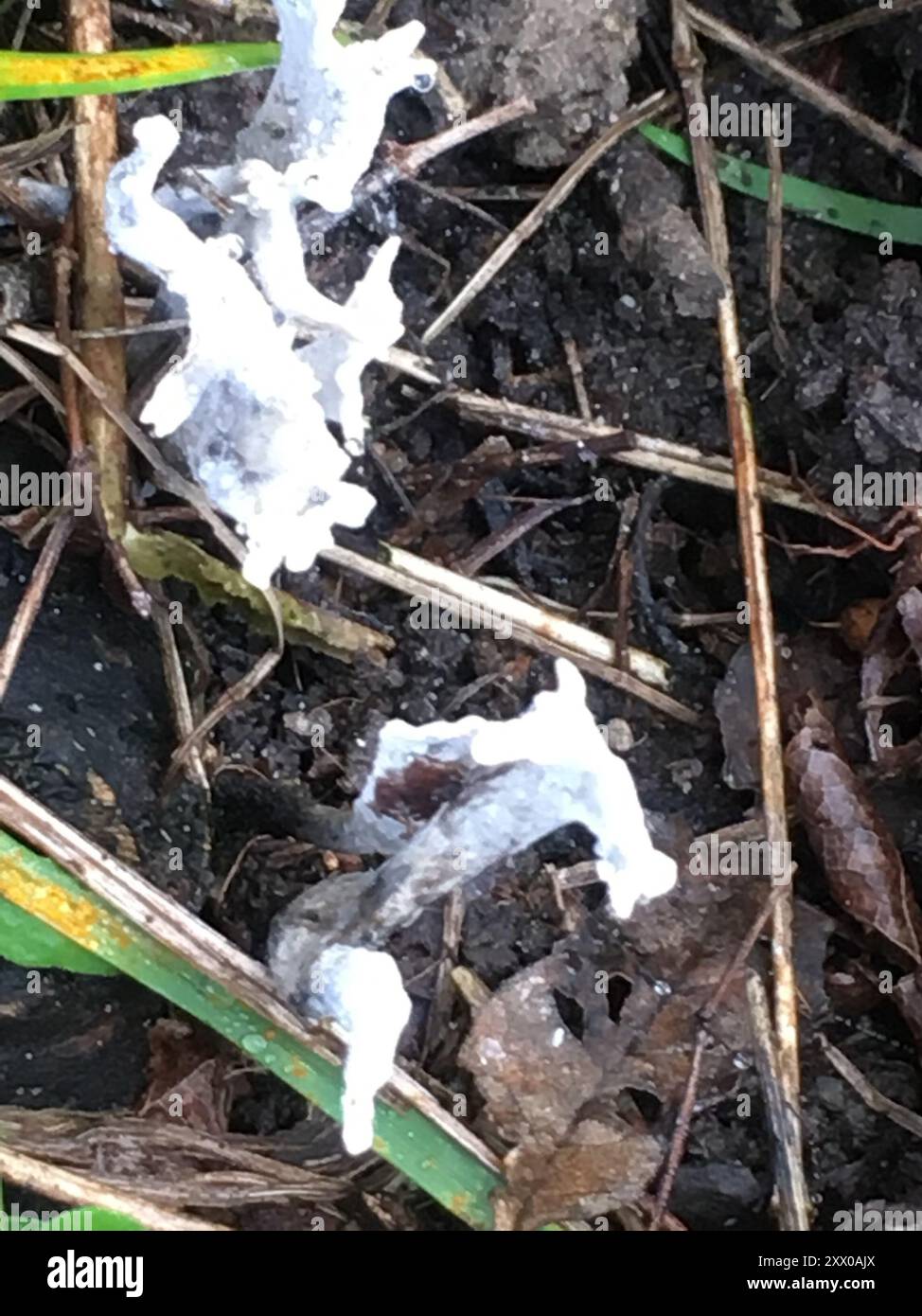 Candlesnuff Fungus (Xylaria hypoxylon) Fungi Stock Photo - Alamy