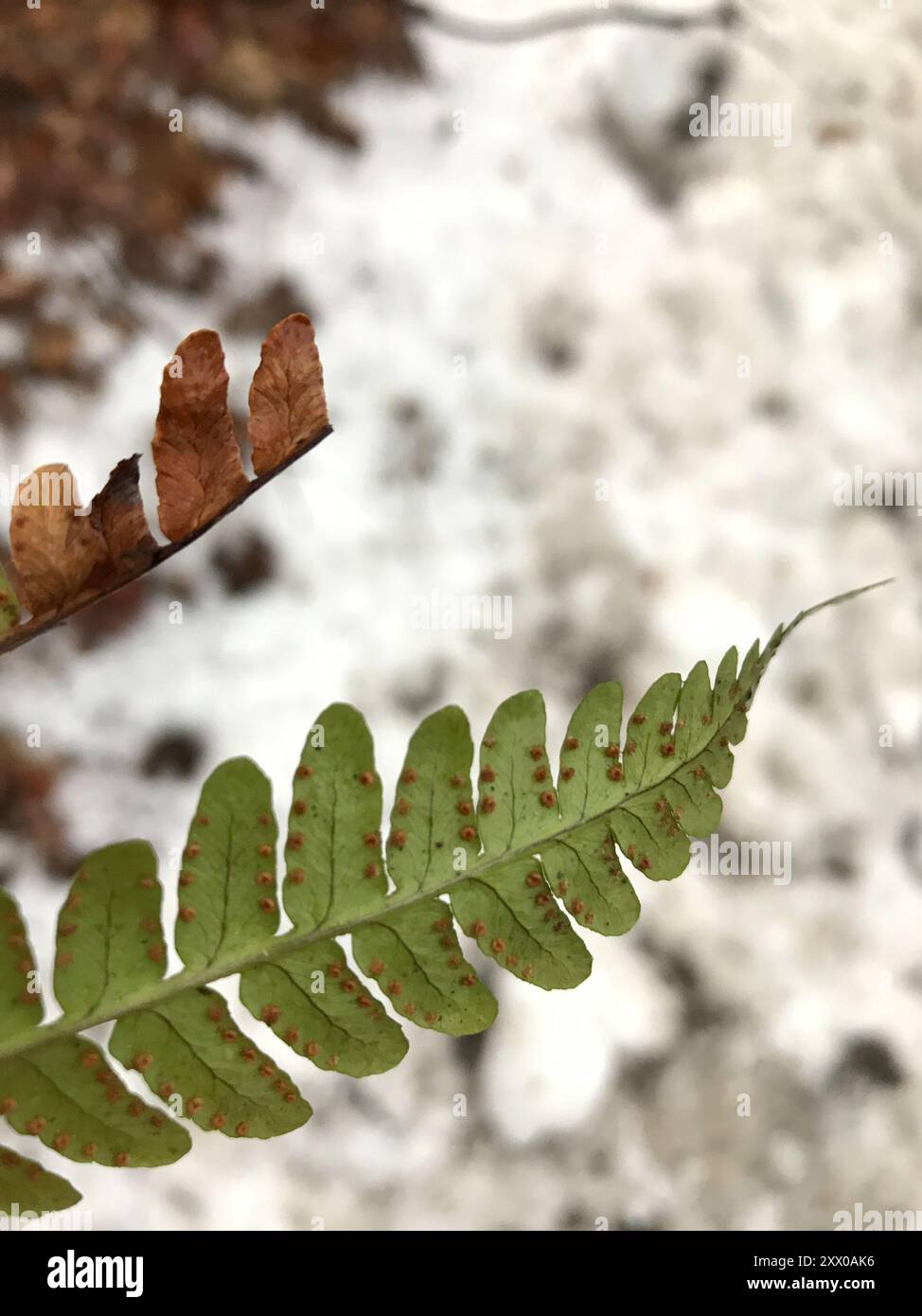 marginal wood fern (Dryopteris marginalis) Plantae Stock Photo - Alamy