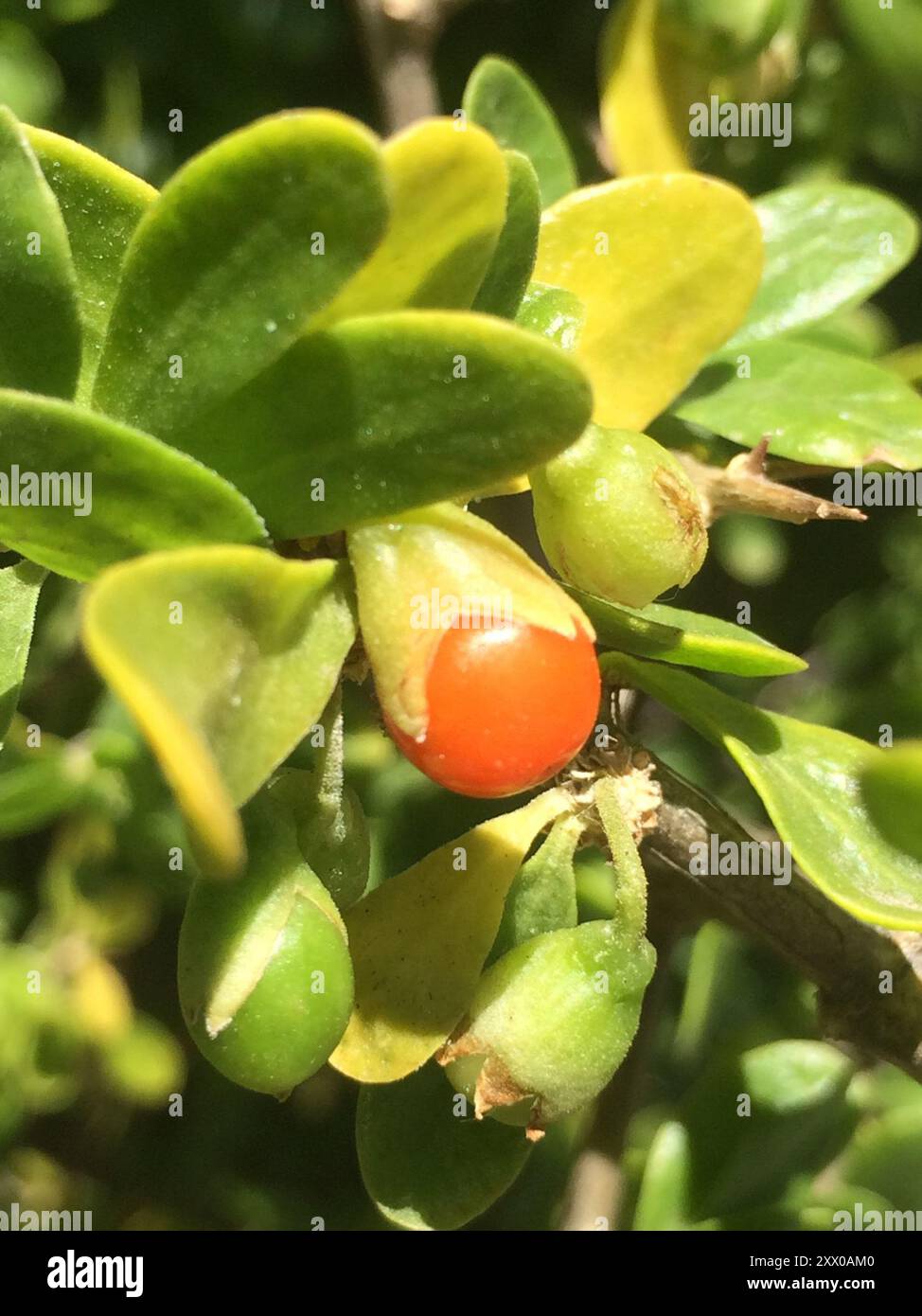 African boxthorn (Lycium ferocissimum) Plantae Stock Photo - Alamy