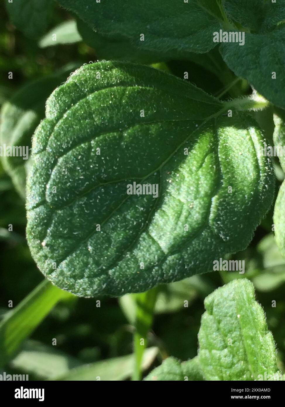 mint family (Lamiaceae) Plantae Stock Photo - Alamy