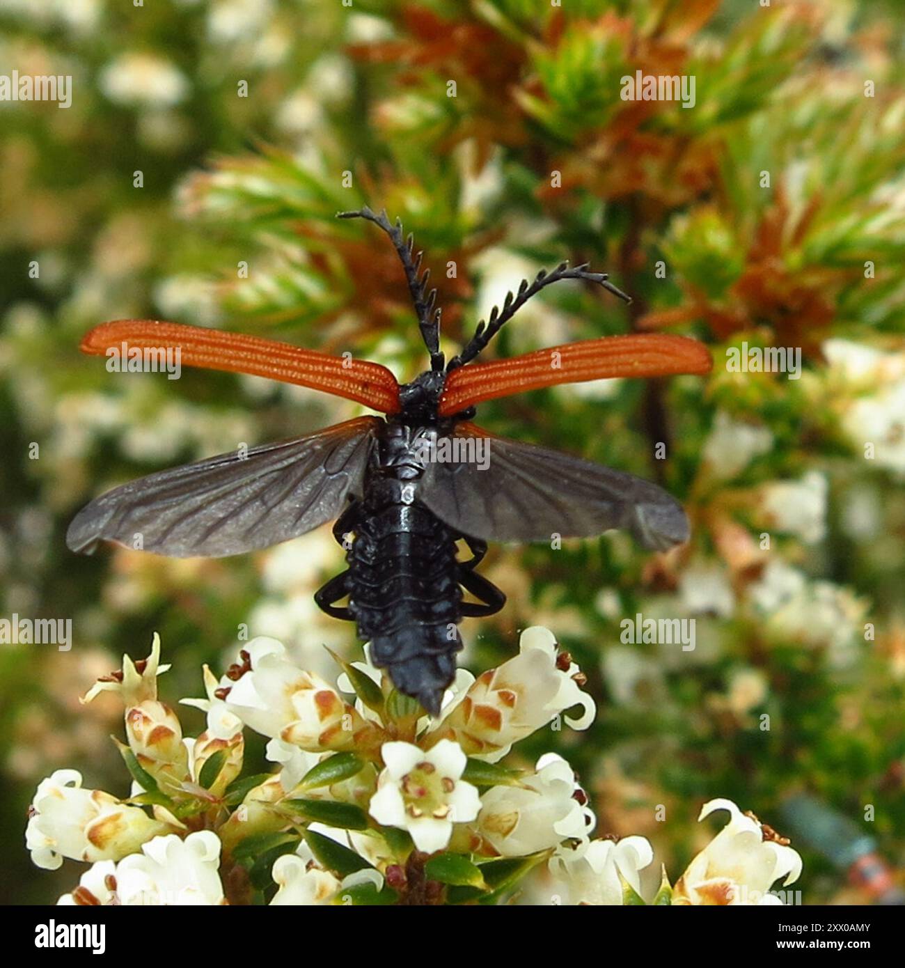 Porrostoma rhipidium hi-res stock photography and images - Alamy