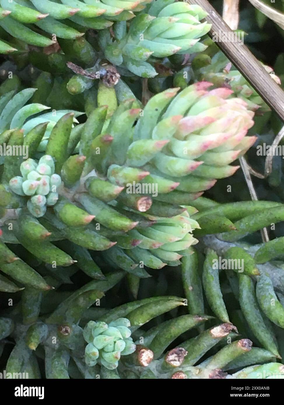 Reflexed Stonecrop (Petrosedum rupestre) Plantae Stock Photo - Alamy