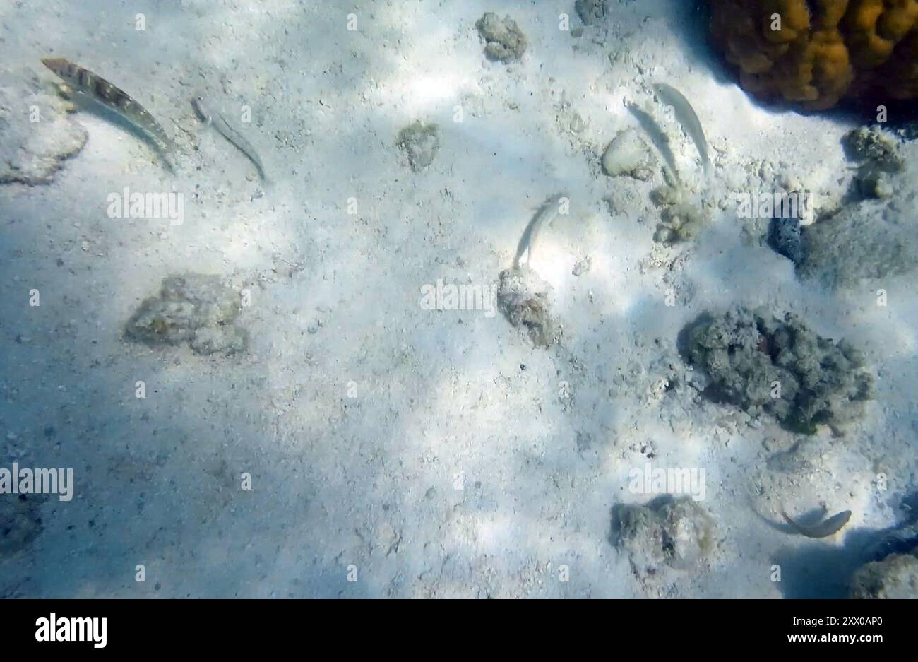 Ray-finned Fishes (Actinopterygii) Actinopterygii Stock Photo - Alamy