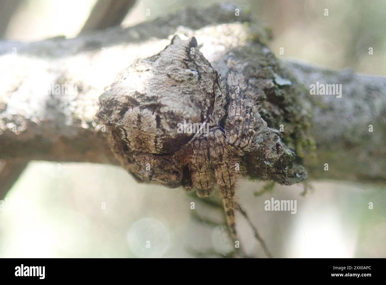 Bark Spiders (Caerostris) Arachnida Stock Photo - Alamy