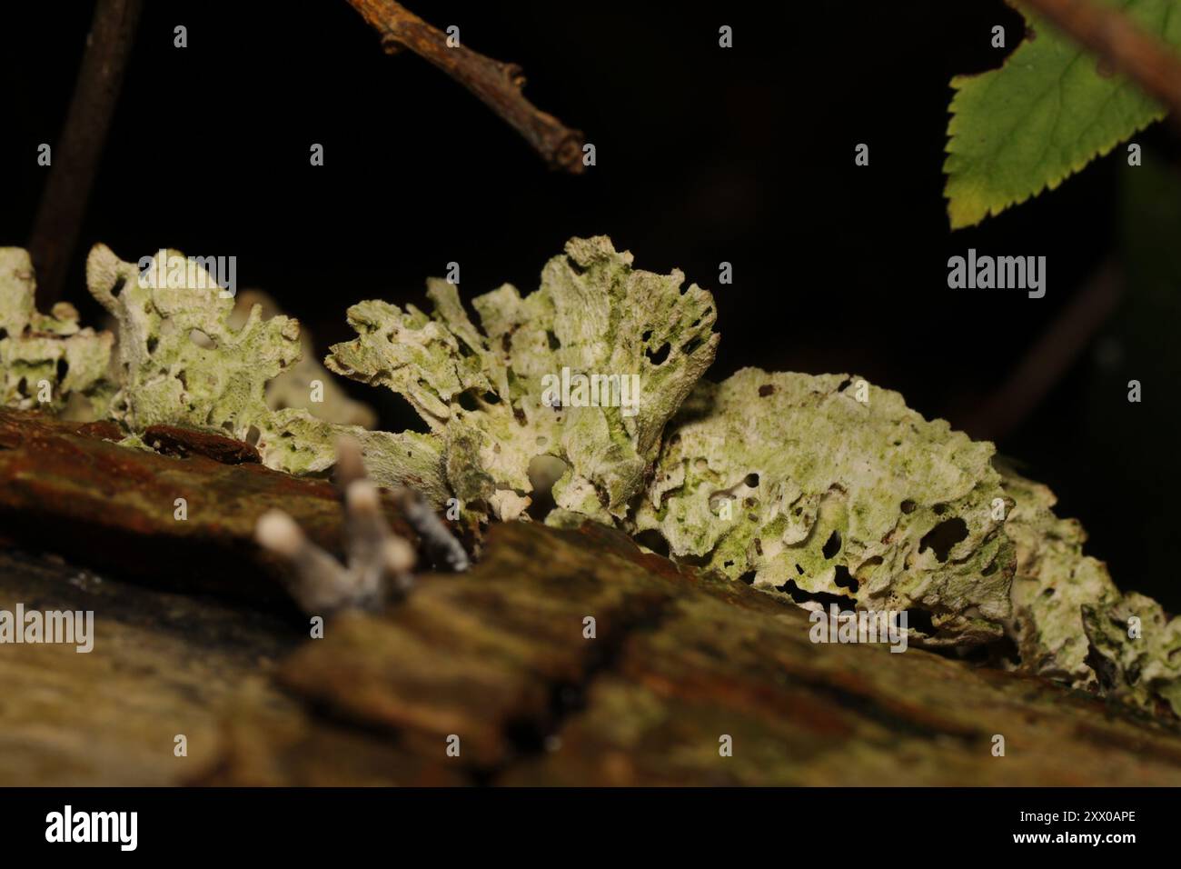 Candlesnuff Fungus (Xylaria hypoxylon) Fungi Stock Photo - Alamy