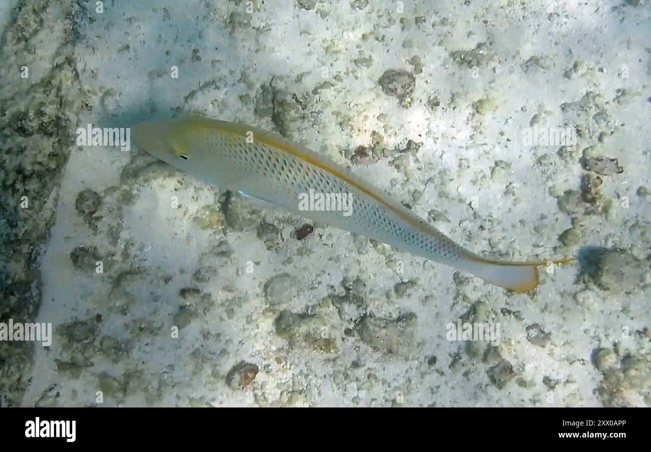 Lethrinus nebulosus hi-res stock photography and images - Alamy