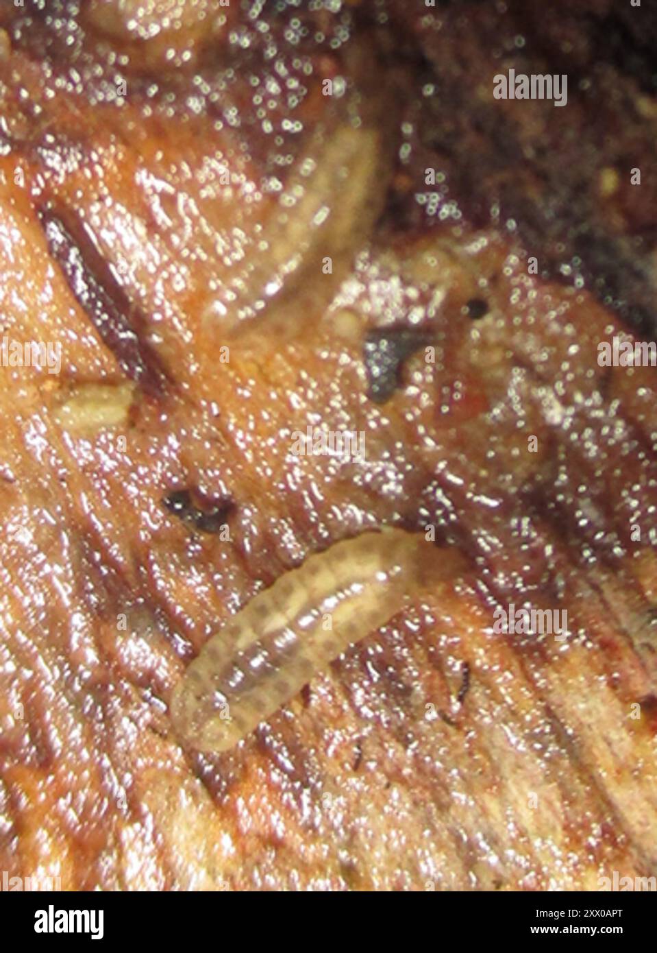 Brachyceran Flies (Brachycera) Insecta Stock Photo - Alamy