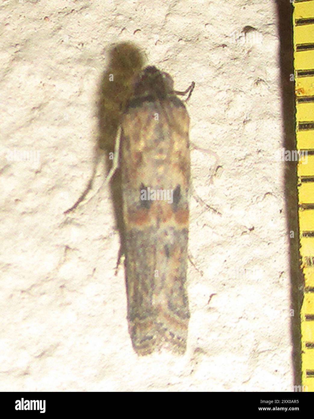 Twirler Moths (Gelechiidae) Insecta Stock Photo - Alamy