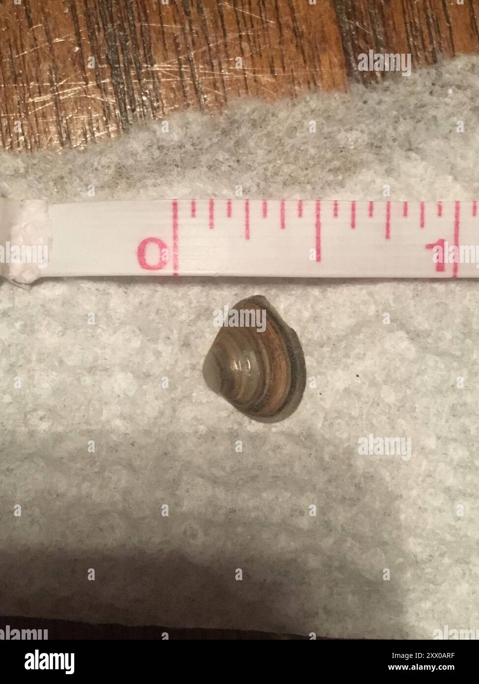 Trough Shells (Mactridae) Mollusca Stock Photo - Alamy