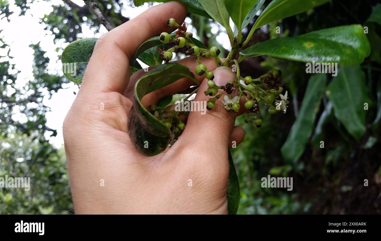 Ilex anomala hi-res stock photography and images - Alamy