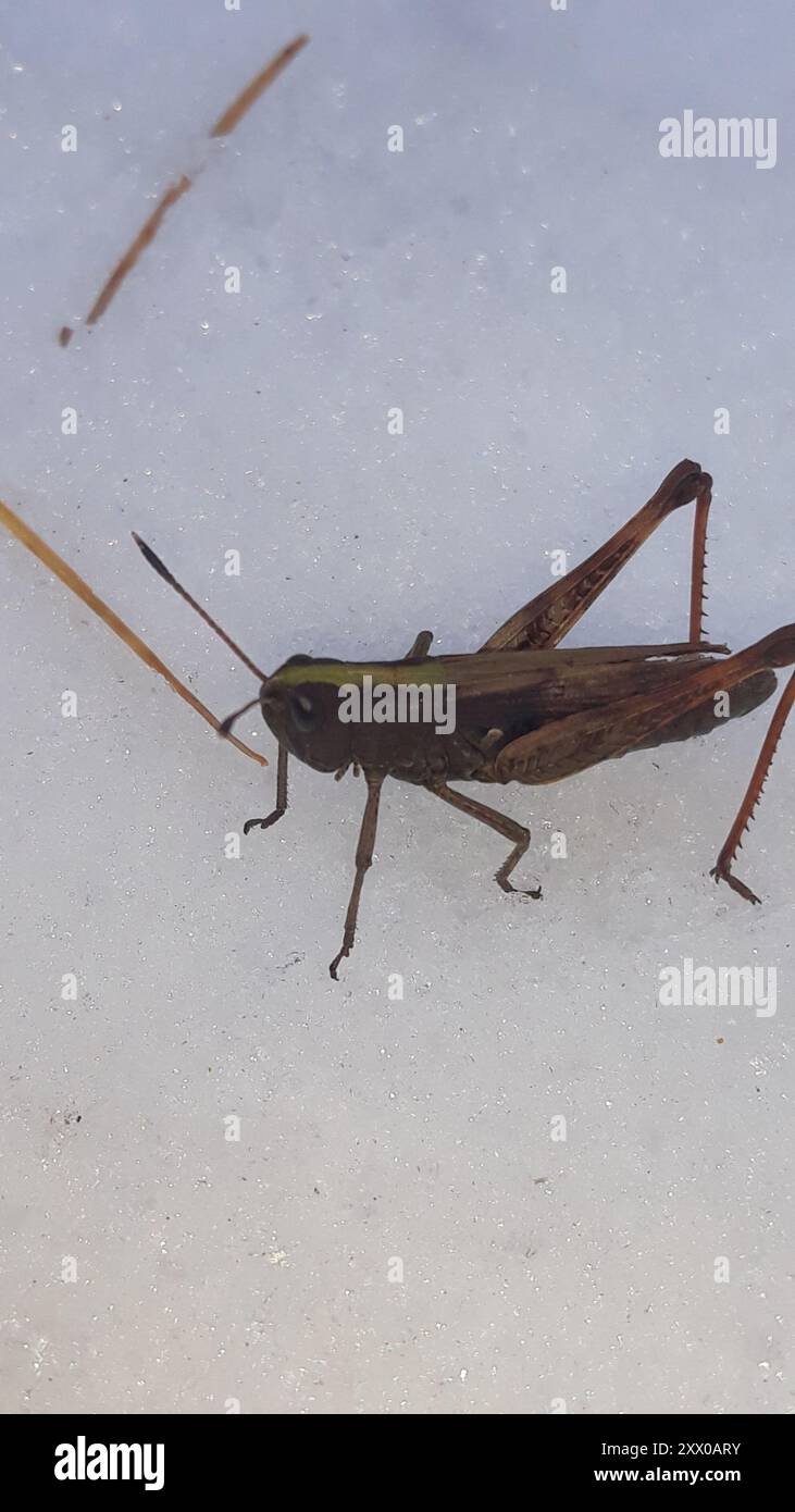 Rufous Grasshopper (Gomphocerippus rufus) Insecta Stock Photo - Alamy