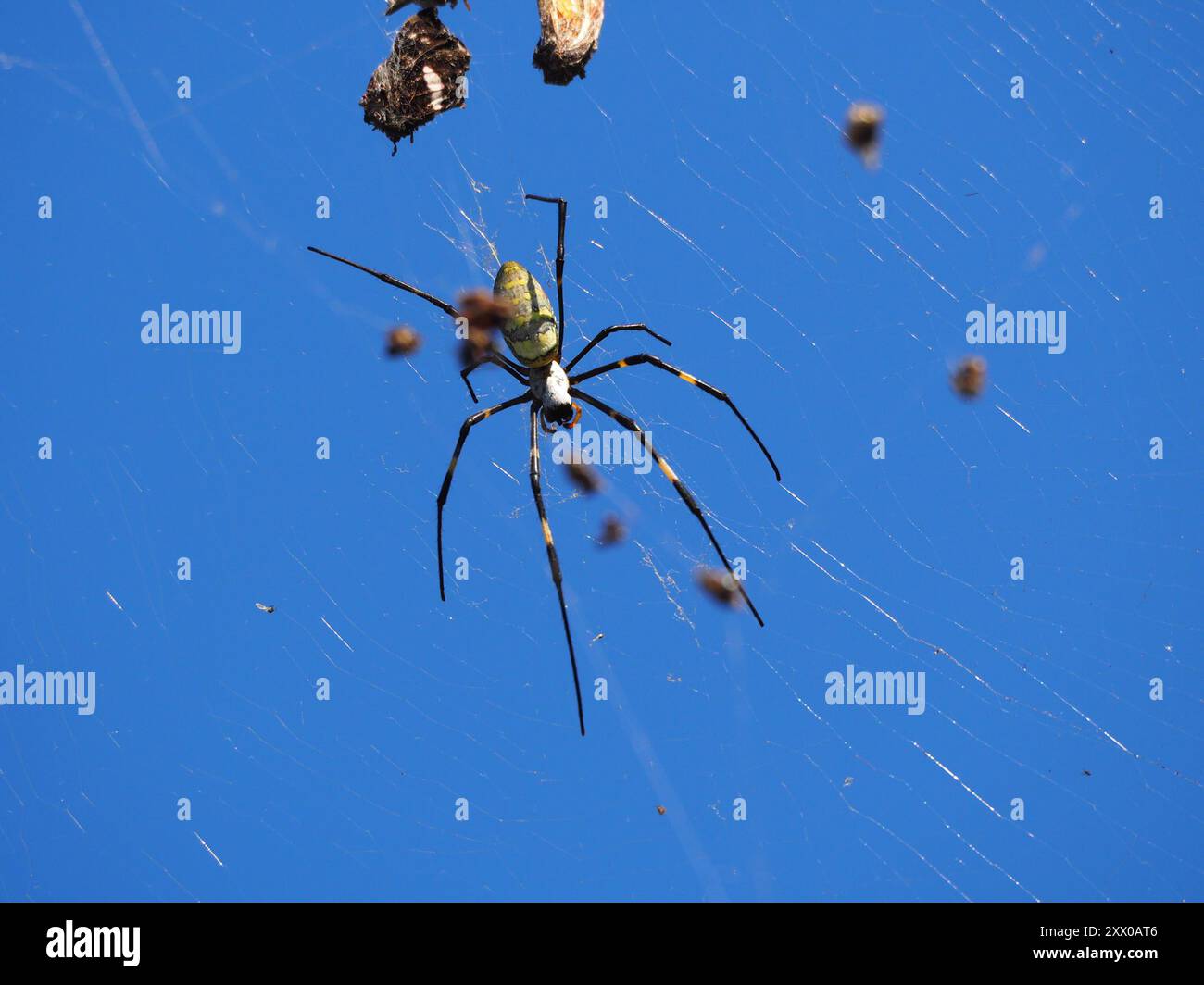Joro Spider (Trichonephila clavata) Arachnida Stock Photo - Alamy