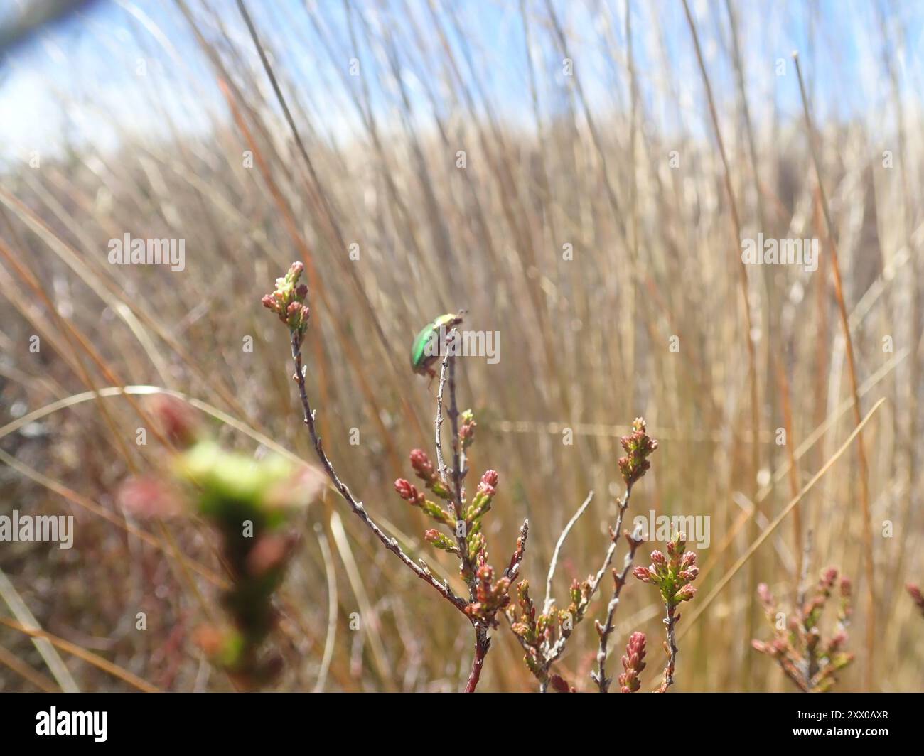 Manuka beetle (Pyronota festiva) Insecta Stock Photo - Alamy