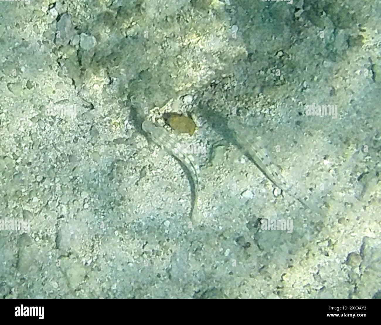 Ocellate Glidergoby (Valenciennea longipinnis) Actinopterygii Stock ...