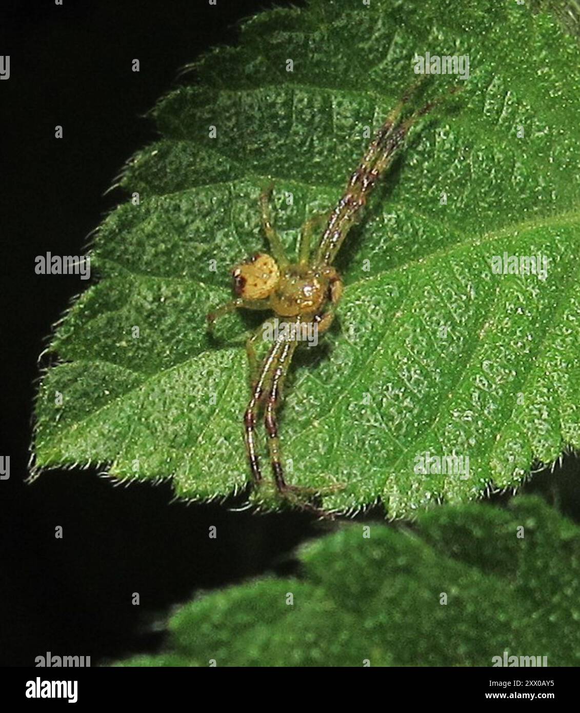 Crab Spiders (Thomisidae) Arachnida Stock Photo - Alamy