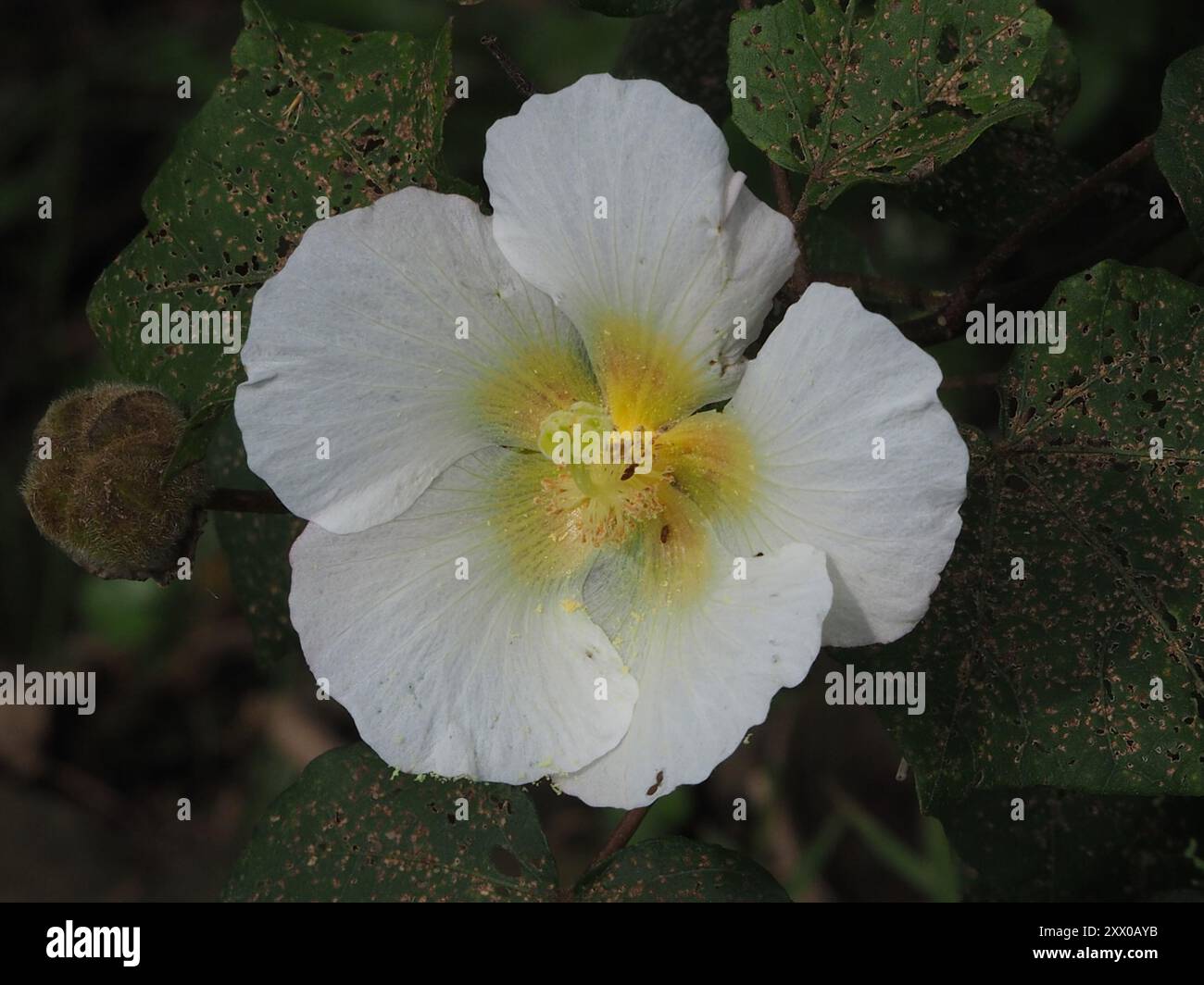 Taiwan cotton rose (Hibiscus taiwanensis) Plantae Stock Photo - Alamy